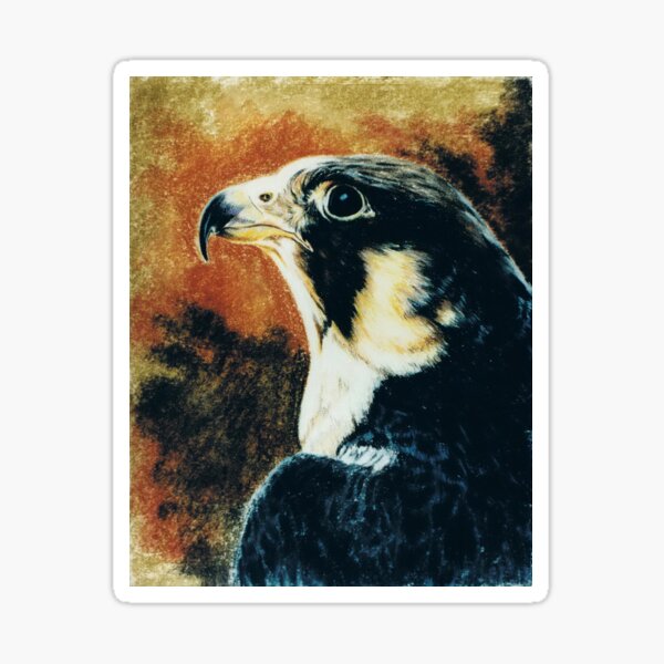 "Peregrine Falcon" Sticker by BarbBarcikKeith | Redbubble