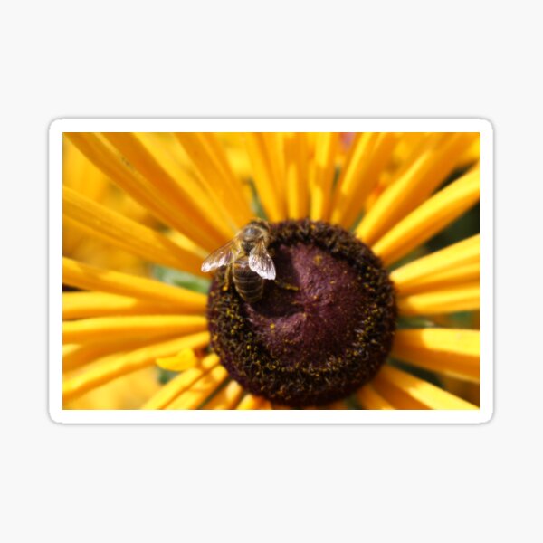 "buzzy buzzy bee" Sticker for Sale by freyawlko | Redbubble