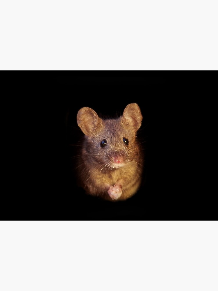 "Mouse with cold hands" Sticker for Sale by Simon-dell | Redbubble