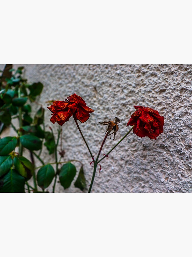 "dead rose" Sticker for Sale by godolilla | Redbubble