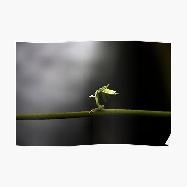 "La Linea" Poster by 1morephoto | Redbubble