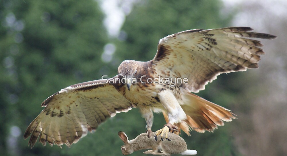 "Red Tailed Hawk & Hare" by Sandra Cockayne | Redbubble