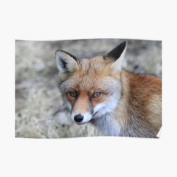 "Fox - 1286" Poster by DutchLumix | Redbubble