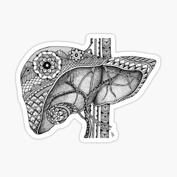 "Liver" Sticker by ericajchen | Redbubble