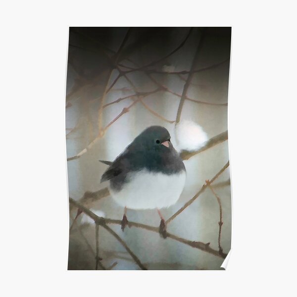 "Dark-Eyed Junco Watercolor" Poster by alpendesigns | Redbubble