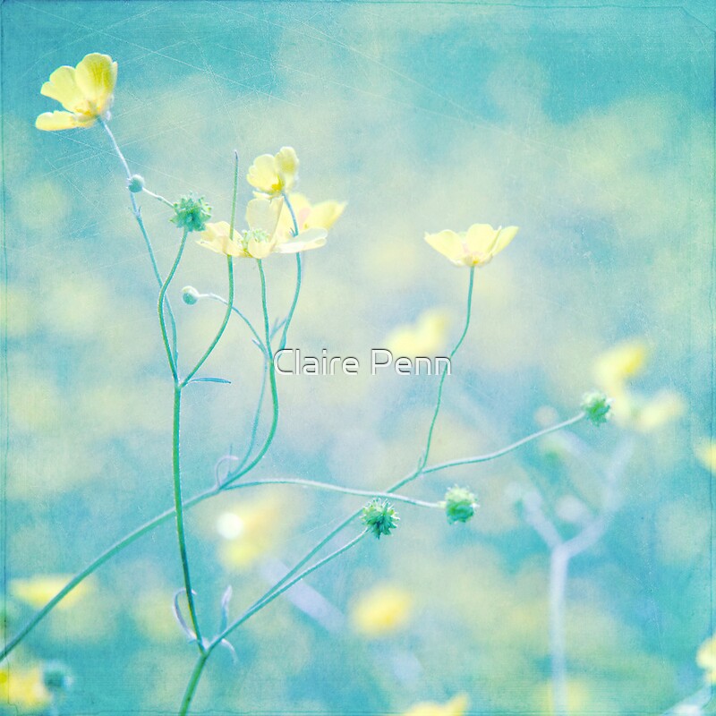 "Dear little buttercup..." by Claire Penn | Redbubble