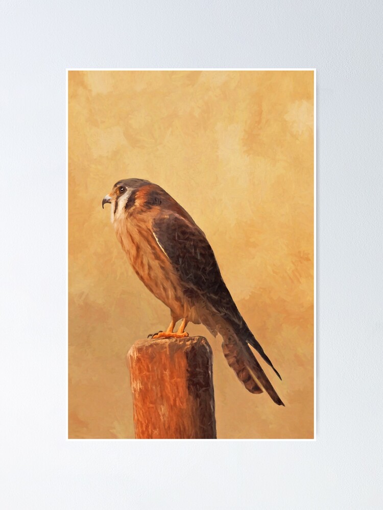 "American Kestrel" Poster by alpendesigns | Redbubble