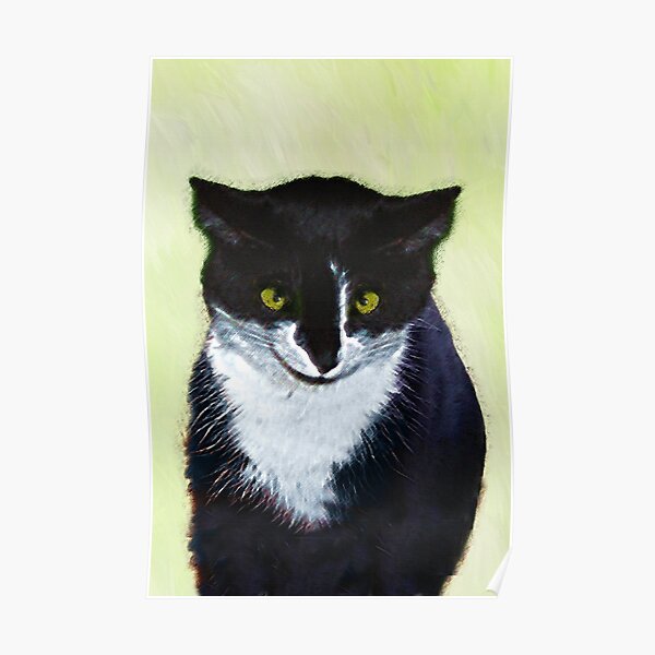 "Tuxedo Cat" Poster by alpendesigns | Redbubble
