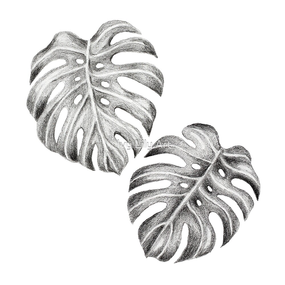 "Monstera Deliciosa Pencil Drawing Pattern" by Katri Ketola | Redbubble