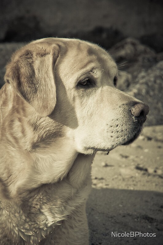 "Watching the tide - Labrador at beach" by NicoleBPhotos | Redbubble