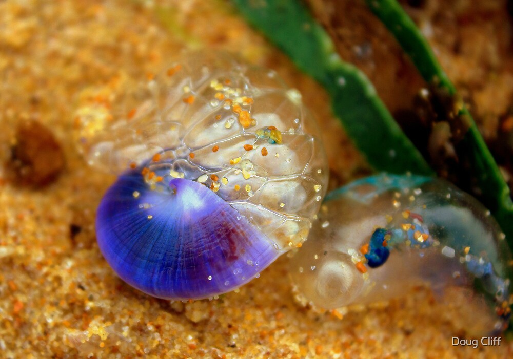 "Purple sea snail + blue-bottle" by Doug Cliff | Redbubble