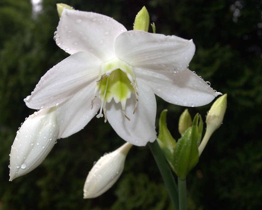 "Eucharist Lily -early morning opening" by vmcdonald | Redbubble