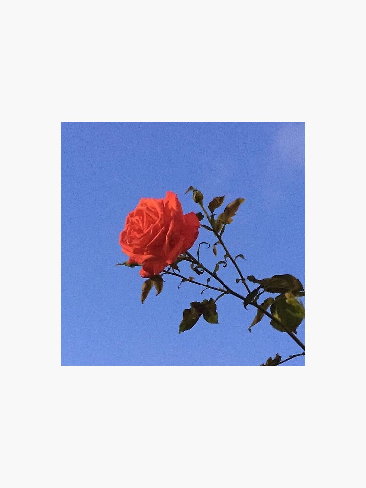 " bright red aesthetic rose" Sticker for Sale by miladiazz | Redbubble