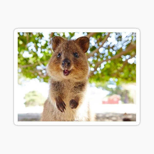 "Cute Quokka" Sticker by nzzhh | Redbubble