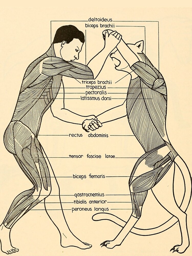 "Evolution of Cat vs Human Anatomy Diagram" iPhone Case for Sale by ...