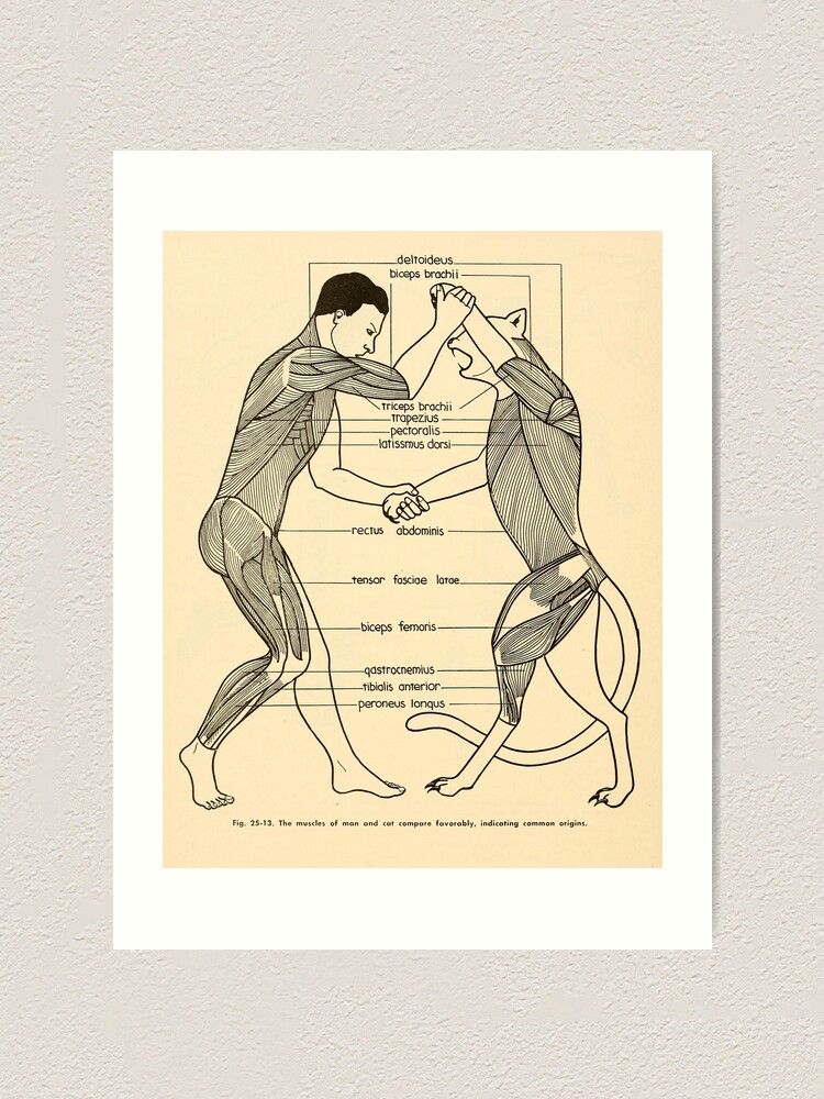 "Evolution of Cat vs Human Anatomy Diagram" Art Print by ...
