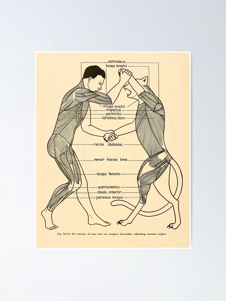"Evolution of Cat vs Human Anatomy Diagram" Poster for Sale by ...