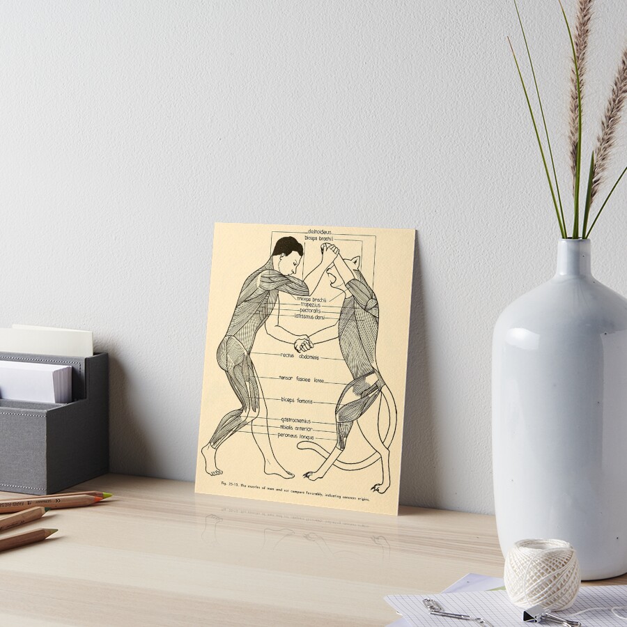 "Evolution of Cat vs Human Anatomy Diagram" Art Board Print by ...