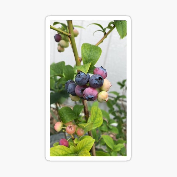 "Stay Fresh" Sticker by DarkAngel1200 | Redbubble