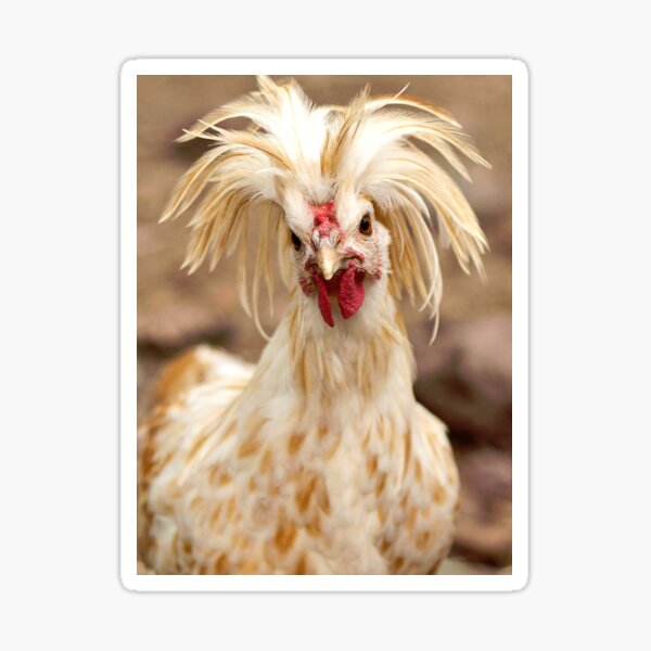 "Bad Hair Day Rooster" Sticker for Sale by Kgphotographics | Redbubble