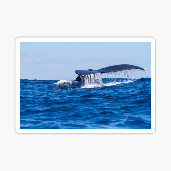 "Humpback whale fluke" Sticker for Sale by 20Jasmine19 | Redbubble