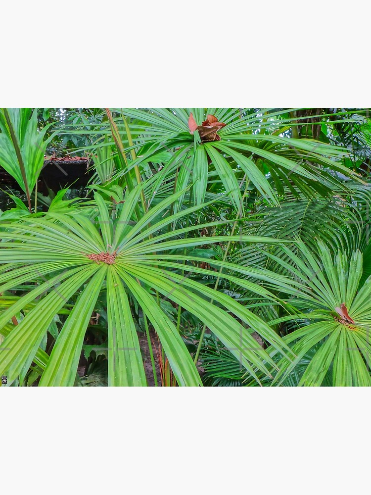 "split leaf palm" Poster by ErikDeye | Redbubble