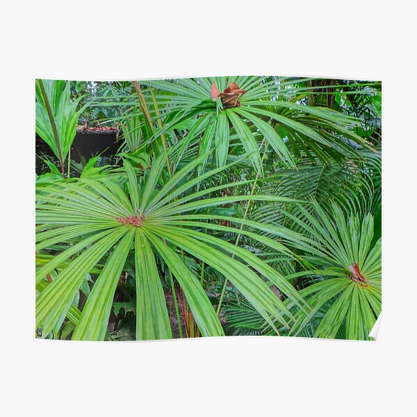 "split leaf palm" Poster by ErikDeye | Redbubble