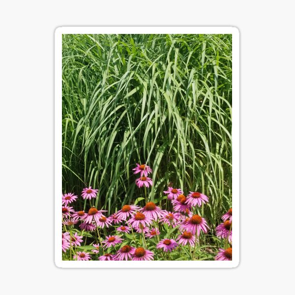 "Pink flower with Ornamental Grass" Sticker for Sale by melzie3 | Redbubble