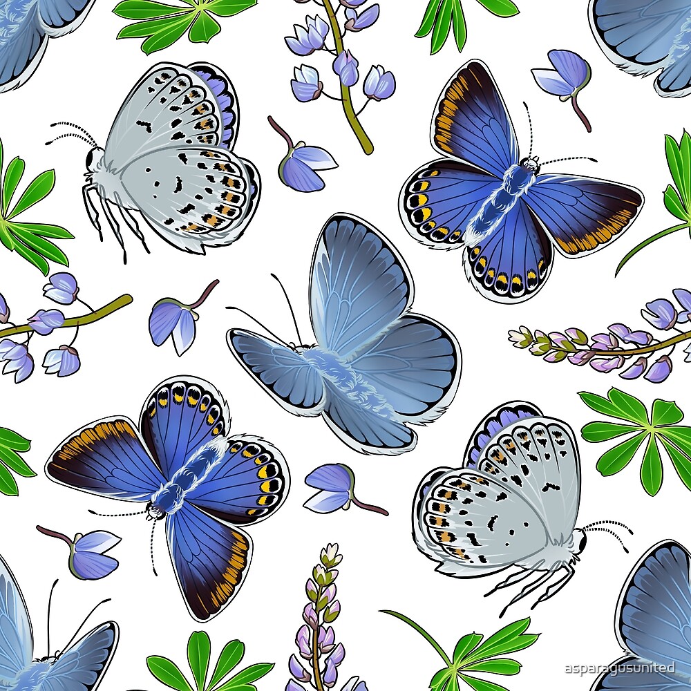 "Karner Blue Butterfly (Lycaeides melissa samuelis)" by asparagusunited ...
