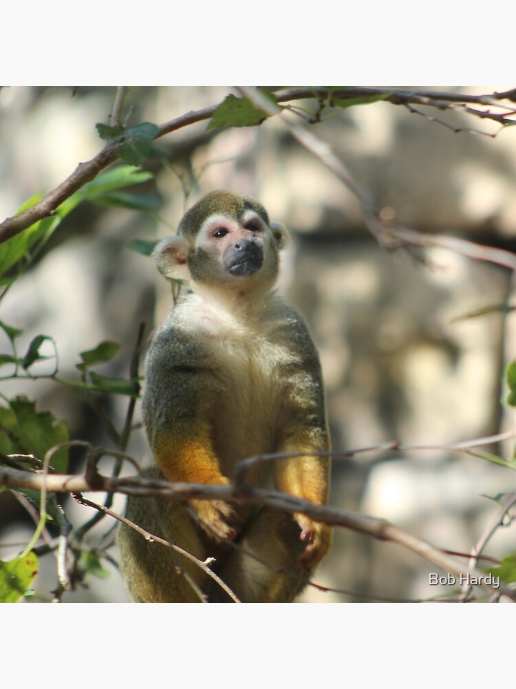 "Squirrel Monkey Alert" Poster by BobHardy | Redbubble
