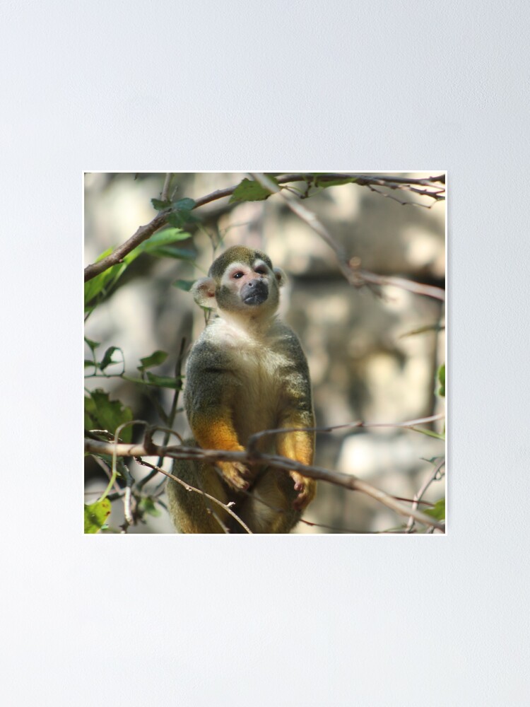 "Squirrel Monkey Alert" Poster by BobHardy | Redbubble