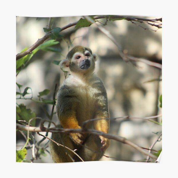"Squirrel Monkey Alert" Poster by BobHardy | Redbubble