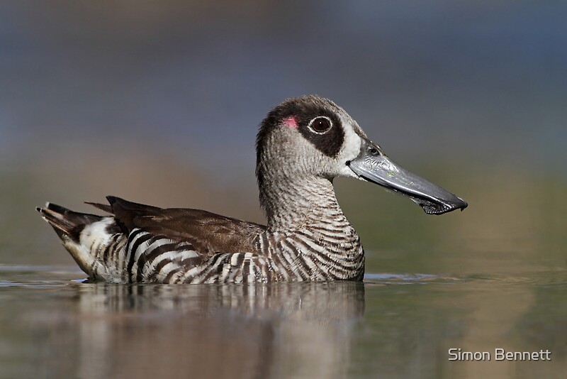 "Pink-eared Duck - Oil Tree Lagoon" by Simon Bennett | Redbubble