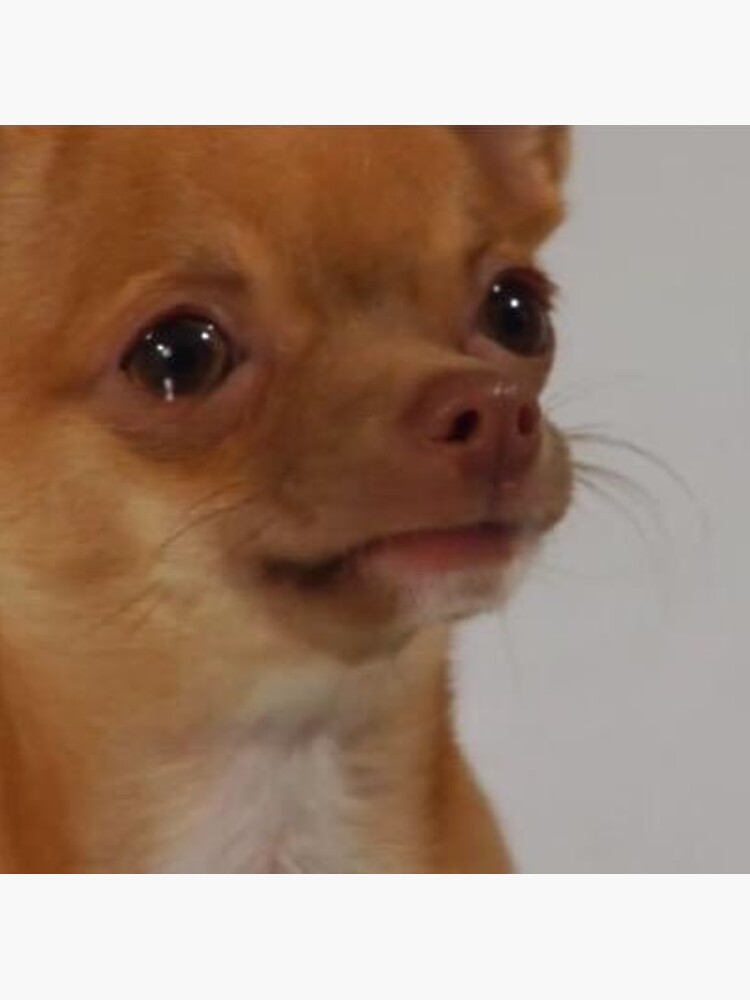 Sad Chihuahua Memes 42 Chihuahua Meme Royalty Free Images, Stock