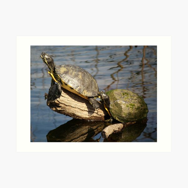 Turtles On Log Art Prints | Redbubble
