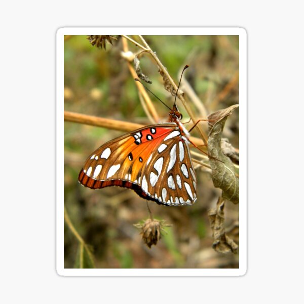 "Sharp" Sticker for Sale by NatureRaven | Redbubble