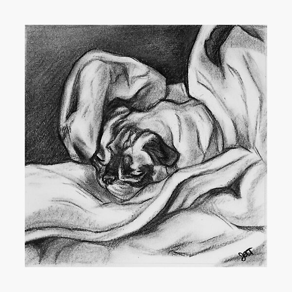 ""Snug as a Pug" Dog Charcoal Drawing" Photographic Print by ...