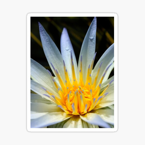 "Water Lily" Sticker by BenClarkImagery | Redbubble
