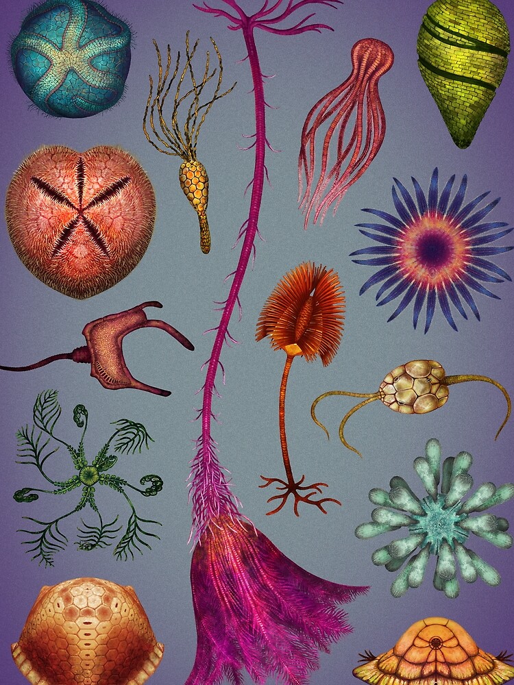 "Echinoderms Plate" T-shirt for Sale by franzanth | Redbubble | urchin ...