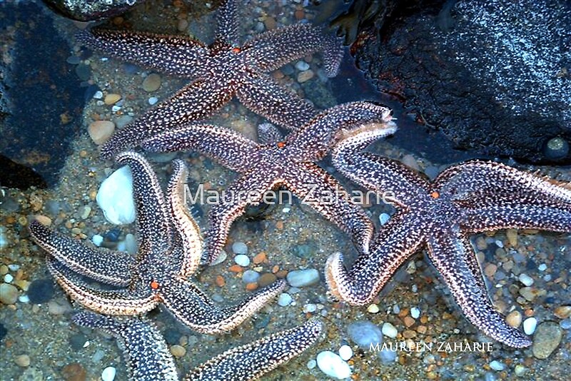 "starfish waving " by Maureen Zaharie | Redbubble
