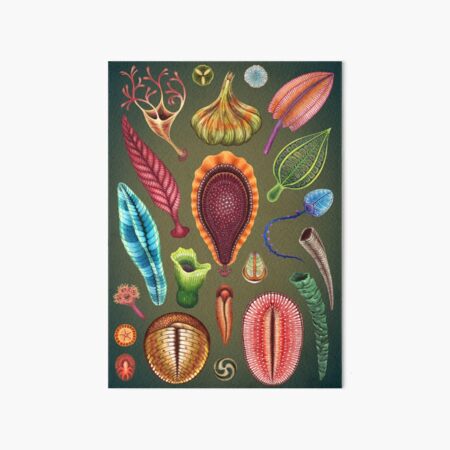 "Ediacaran Plate" Art Board Print by franzanth | Redbubble
