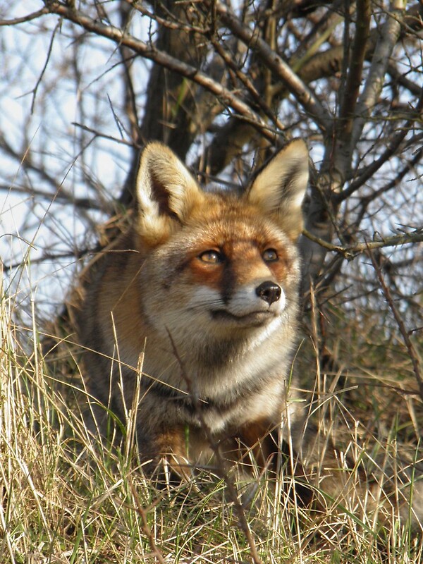 "Red Fox -10131" by angeljootje | Redbubble