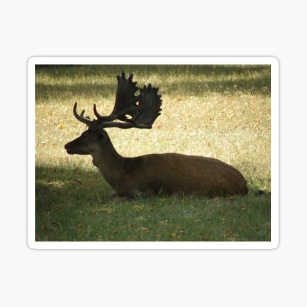"Fallow Deer Stag Silhouette Photograph" Sticker for Sale by ...