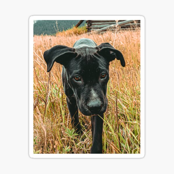 "Doggy in the Field // Rust Filter Hiking by Rustic Abandoned Log Cabin ...