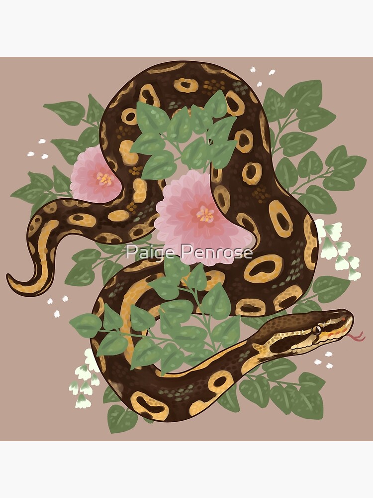 "Kit the Ball Python" Poster by starrypaige | Redbubble
