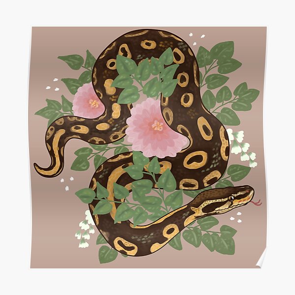 "Kit the Ball Python" Poster by starrypaige | Redbubble