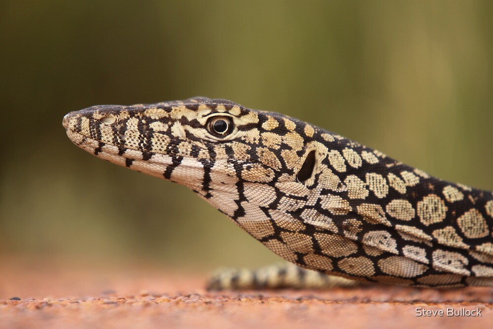 "Perentie Monitor" by Steve Bullock | Redbubble