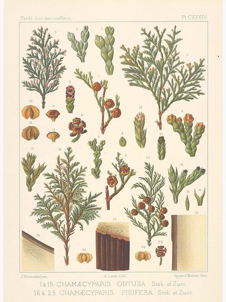 "Botanical Cedar" Art Print for Sale by bluespecsstudio | Redbubble