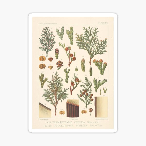 "Botanical Cedar" Sticker for Sale by bluespecsstudio | Redbubble