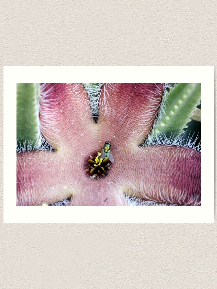 "Aasblom - Stapelia grandiflora" Art Print by RinaG | Redbubble